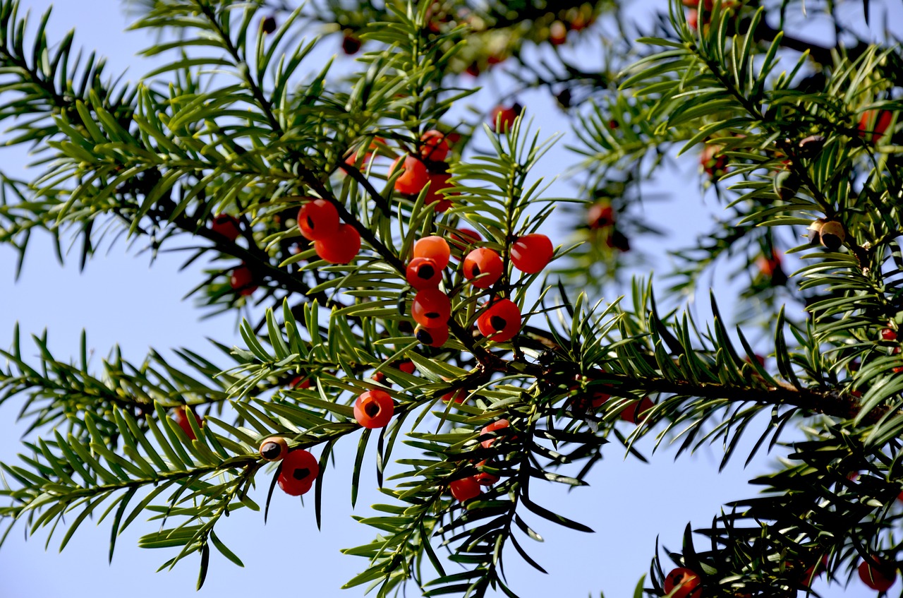 Een onderhoudsvriendelijke struik: de Taxus Baccata - bewust-wonen.nl